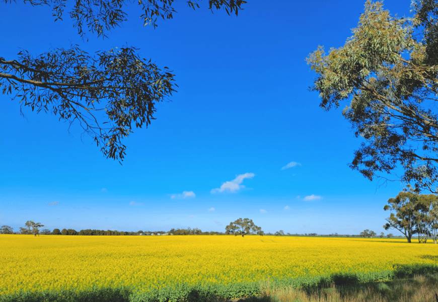 What to expect with the Regional Connectivity Program | nbn