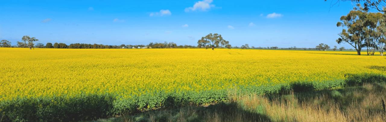 What to expect with the Regional Connectivity Program | nbn