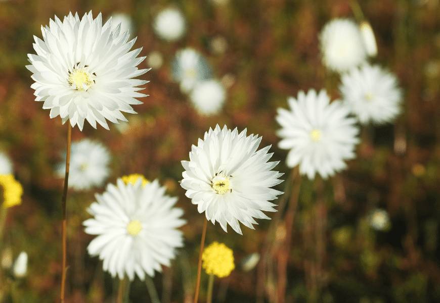 Continuing to improve regional communications | nbn