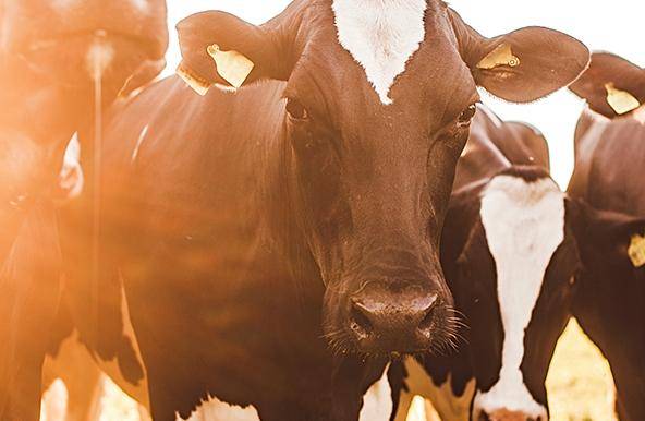 NBN helps pave the way for next-generation farming | nbn