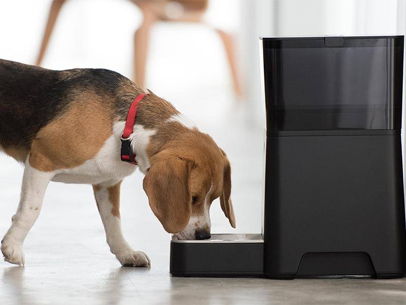 Seven (p)awesome connected gadgets for pets | nbn