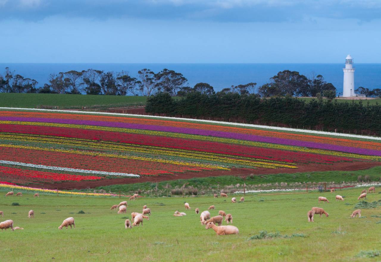 Appreciating Australia: Wynyard and Table Cape | nbn