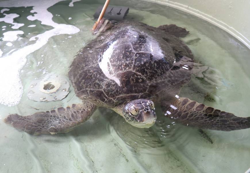 Connecting for conservation: turtle power at Reef HQ | nbn